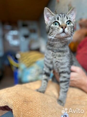 Джойя хочет домой