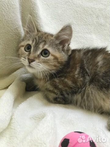 Леся, кошечка, 3 месяца
