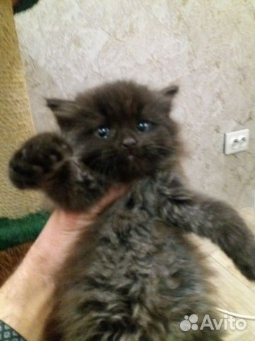 Отдам вхорошие руки котят