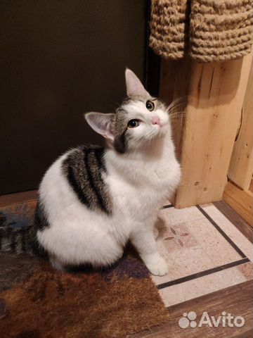 Котята 6 мес