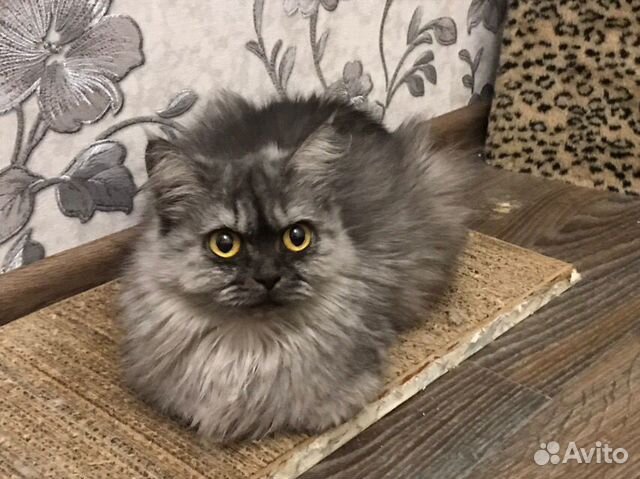 Красавица Алиса ищет дом