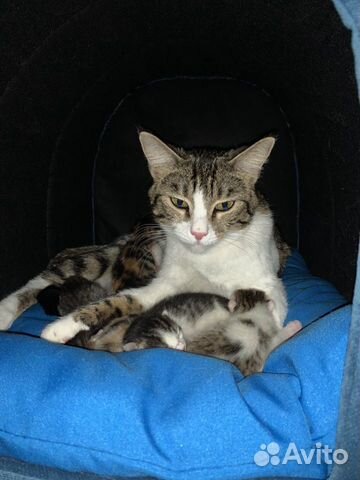 Котята европейцы