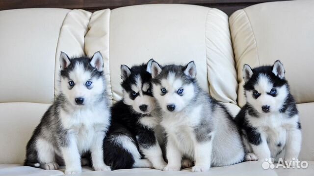 Щенки Сибирской хаски с документами РКФ