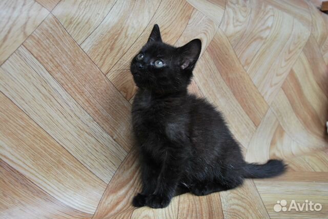 Черный короткошерстный котенок