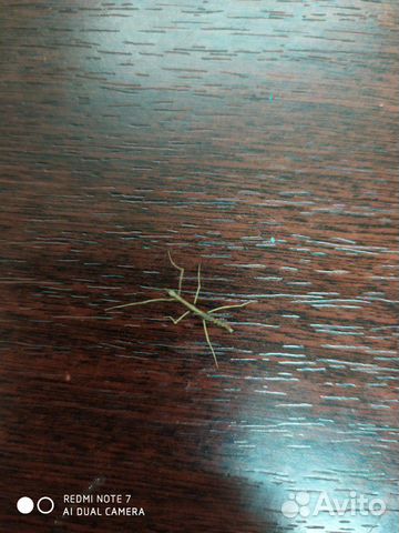 Малыши палочники