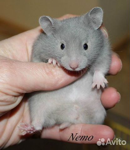 Сирийский хомяк