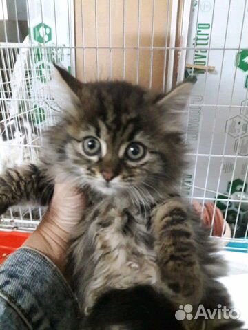 Котёнок девочка ищет семью