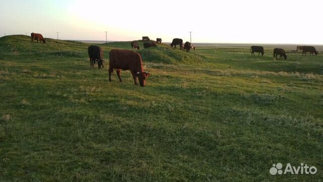 Продаётся дойное стадо