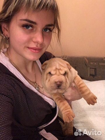 Шарпей девочка