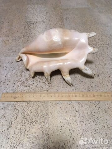 Ракушка океанская большая