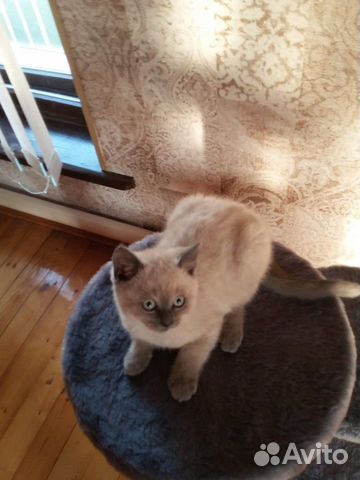 Продаётся котёнок шотландец