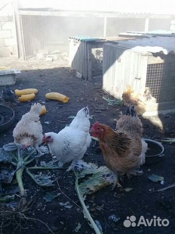 Куры породы Брама