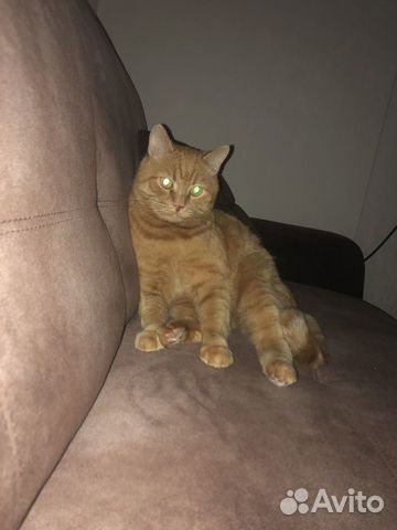 Отдам кота в хорошие руки