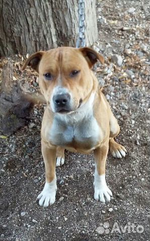 Ганс ищет дом или передержку в спб