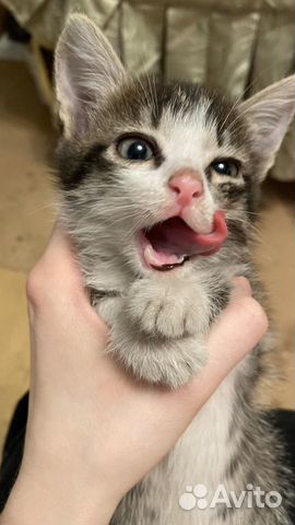 Сонный котенок