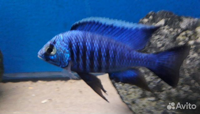 Африканские Цихлиды озера Малави