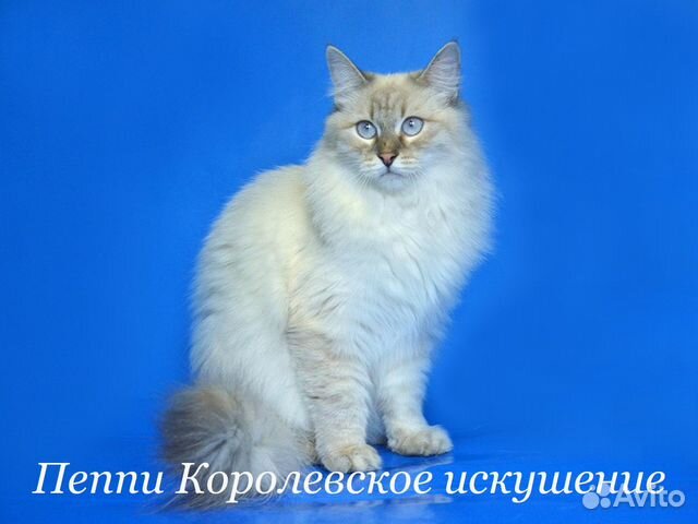 Невский маскарадный подрощеный котенок Пеппи
