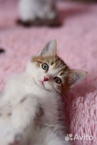 Котенок в добрые руки