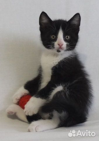 Котенок Звездочка