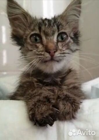 Котёнок Кеша