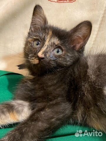 Космический котенок Фиона ищет дом