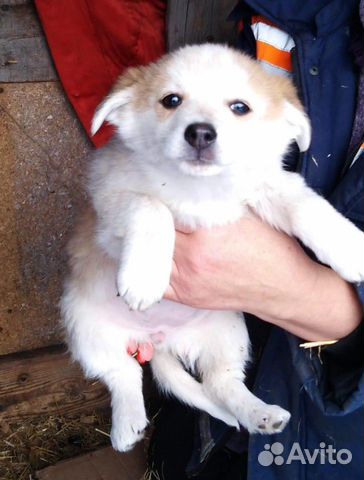 Щеночки в добрые руки