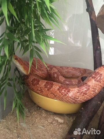 Змеи маисовый полоз