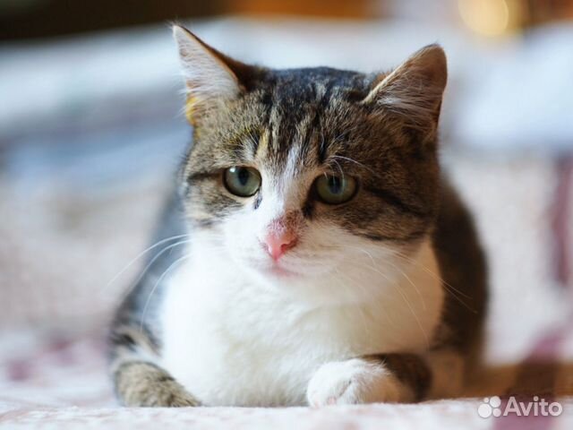 Котик в добрые руки