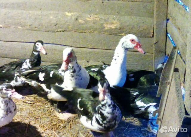 Индоутки молодняк