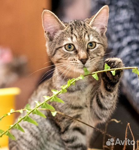 Котенок Лукерий ищет дом