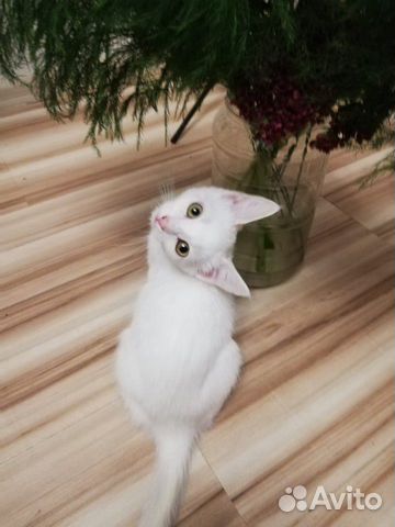 Белый ангел