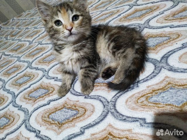 Котенок в добрые руки