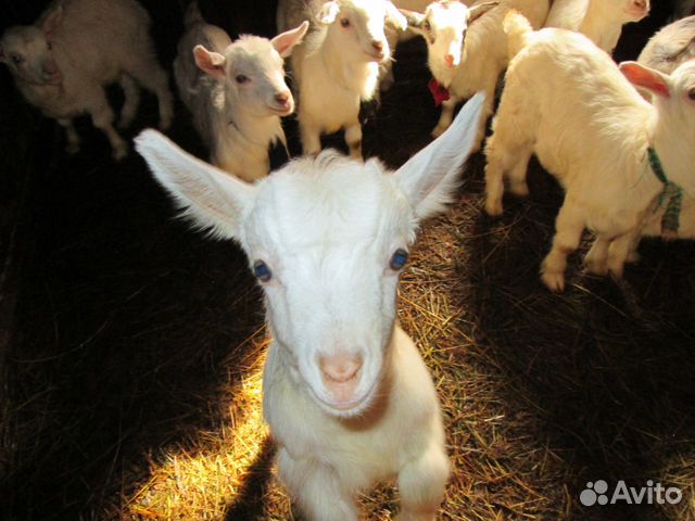 Продам козлят молочной породы