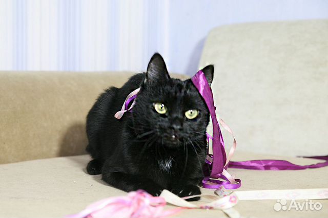 Изящная Наоми ждет хозяев