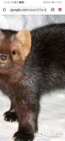 Продам соболя