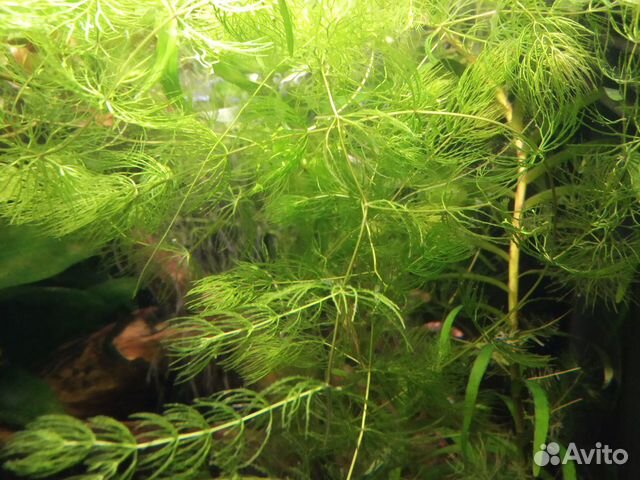 Аквариумные растения улитки ампулярии