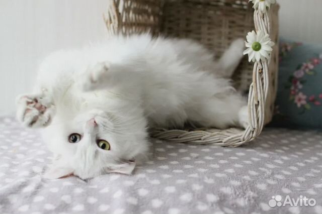 Фея 4 мес с разноцветными глазами