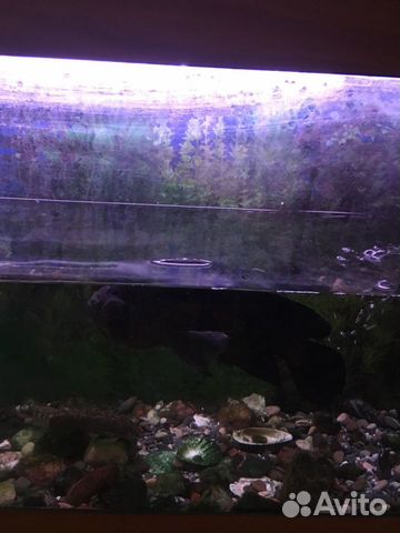 Аквариумная Рыбка за шоколадку