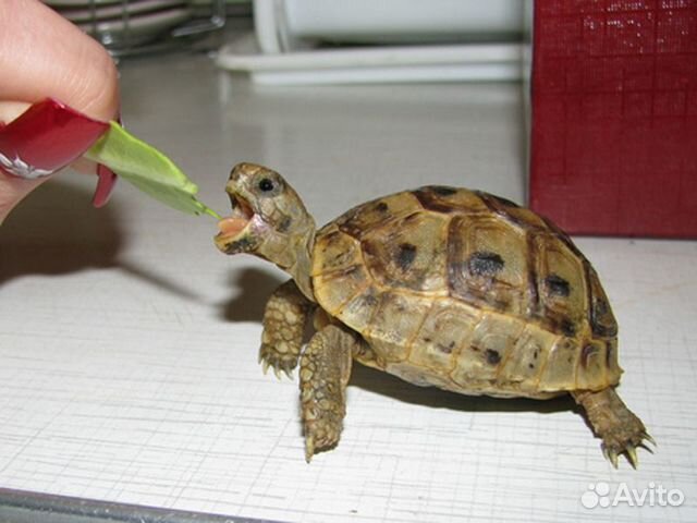 Черепаха