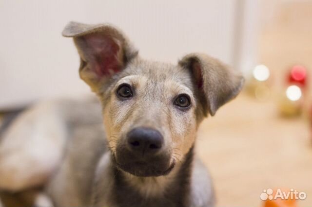 Олли ищет дом