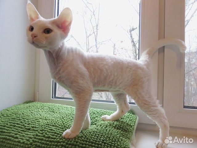 Девон-рекс, белоснежный котик антистресс