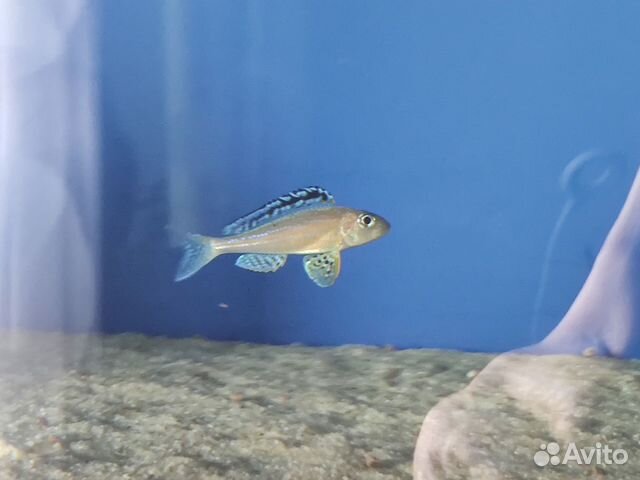 Ксенотиляпия Тембве (Xenotilapia Papilio Tembwe)