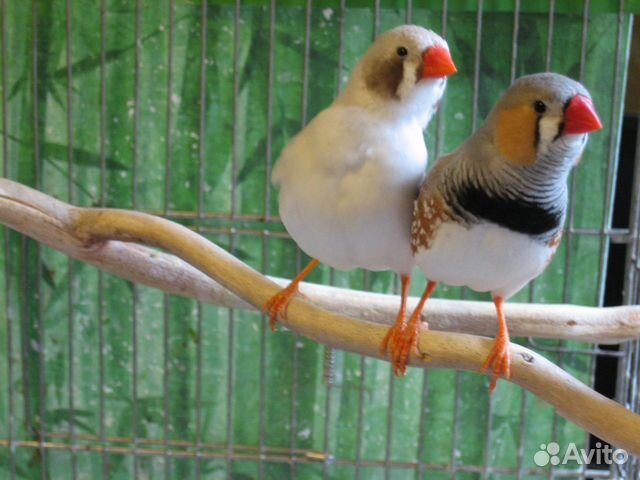 Зебровые амадины