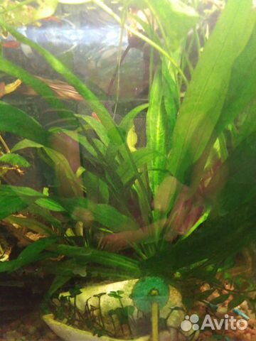 Сомики анцитрцсы, ампулярии гурами, трава