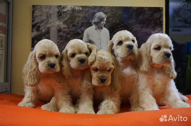 Америкашки