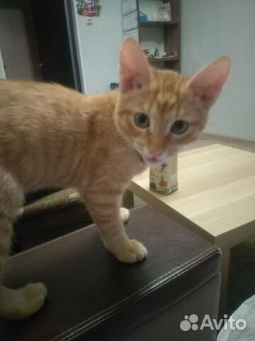 Кот мелкий рыжий 4-5 мес