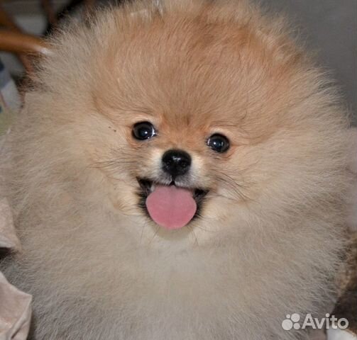 Оранжевый мальчик померанского шпица