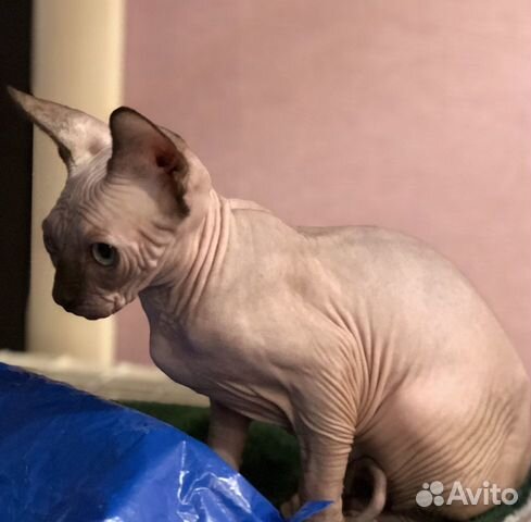 Котёнок под ёлочку, новогодний подарок