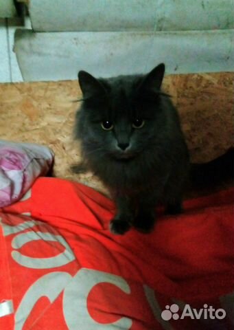 Кошка Фима ищет дом