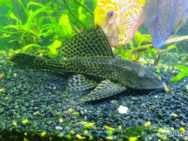 Анциструс (Парчовый сом птеригоплихт)